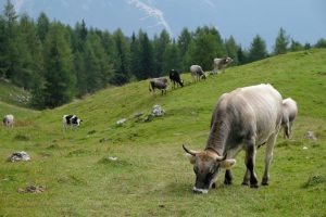 P99 Shaman Leveling Guide: Tips & Tricks | Jack Forkner