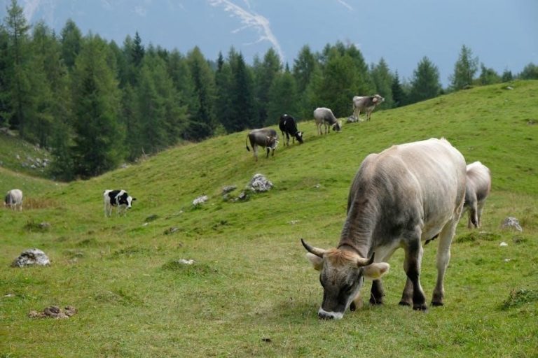 P99 Shaman Leveling Guide: Tips & Tricks | Jack Forkner