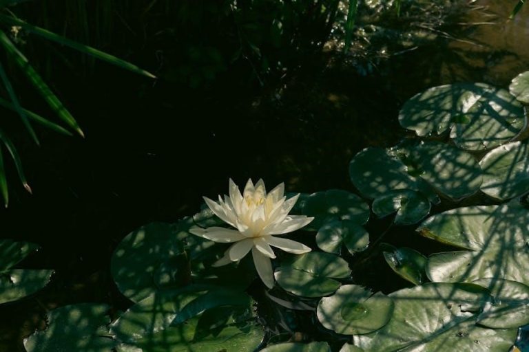 Denture Gum Shade Guide | Find Your Perfect Match